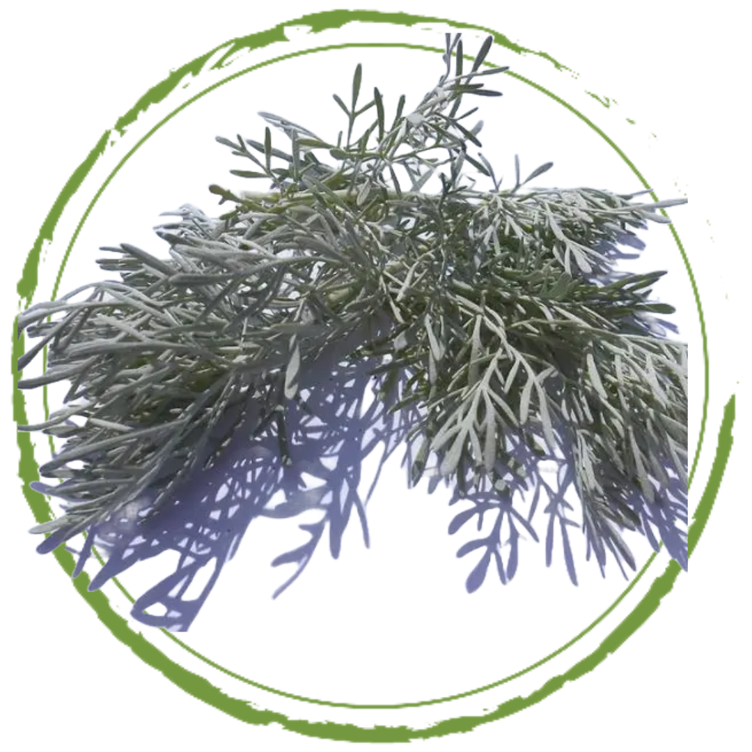 Chiba - Ilias Fresh Plaza